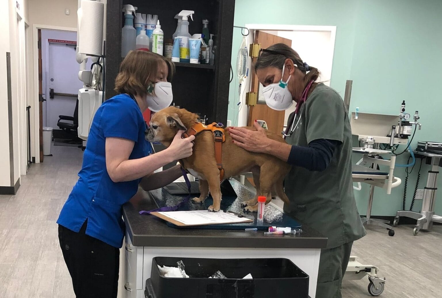 How Do Veterinarians Diagnose Injuries and Illnesses in Pets? - Midtown ...